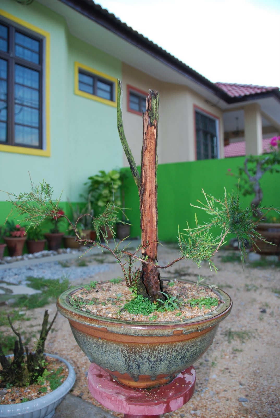 OH BONSAI !!!!!: Bonsai Cucur Atap