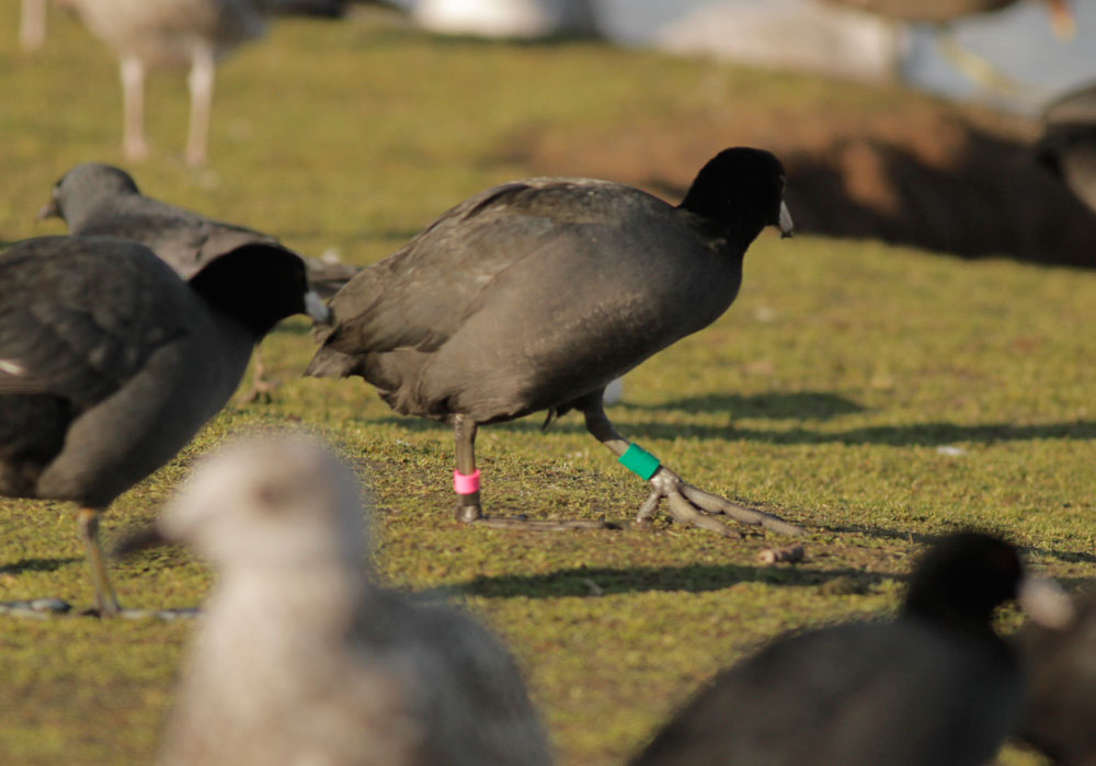 St Austell Baywatch: Colour Ringed Coot