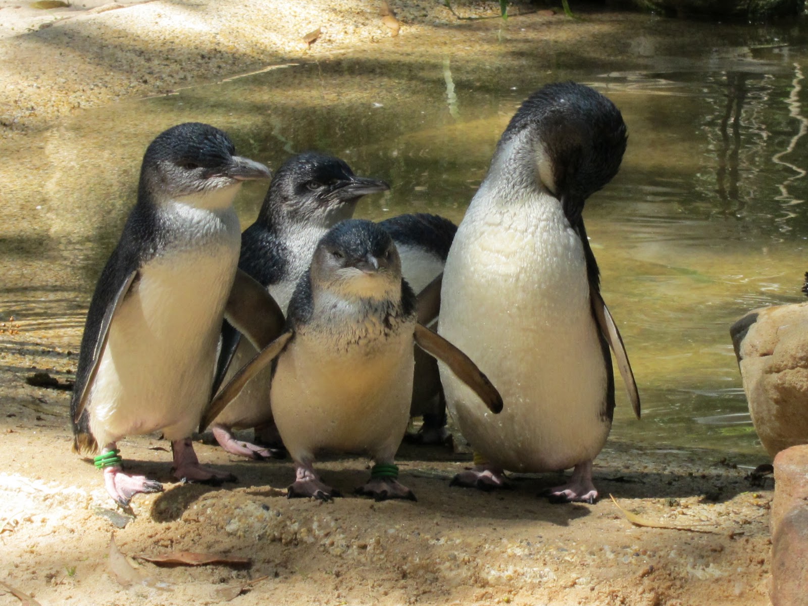 Australian WildLife: Penguins - Kowalski, Private, Rico und Skipper!