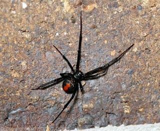 Australian WildLife: SPIDERS