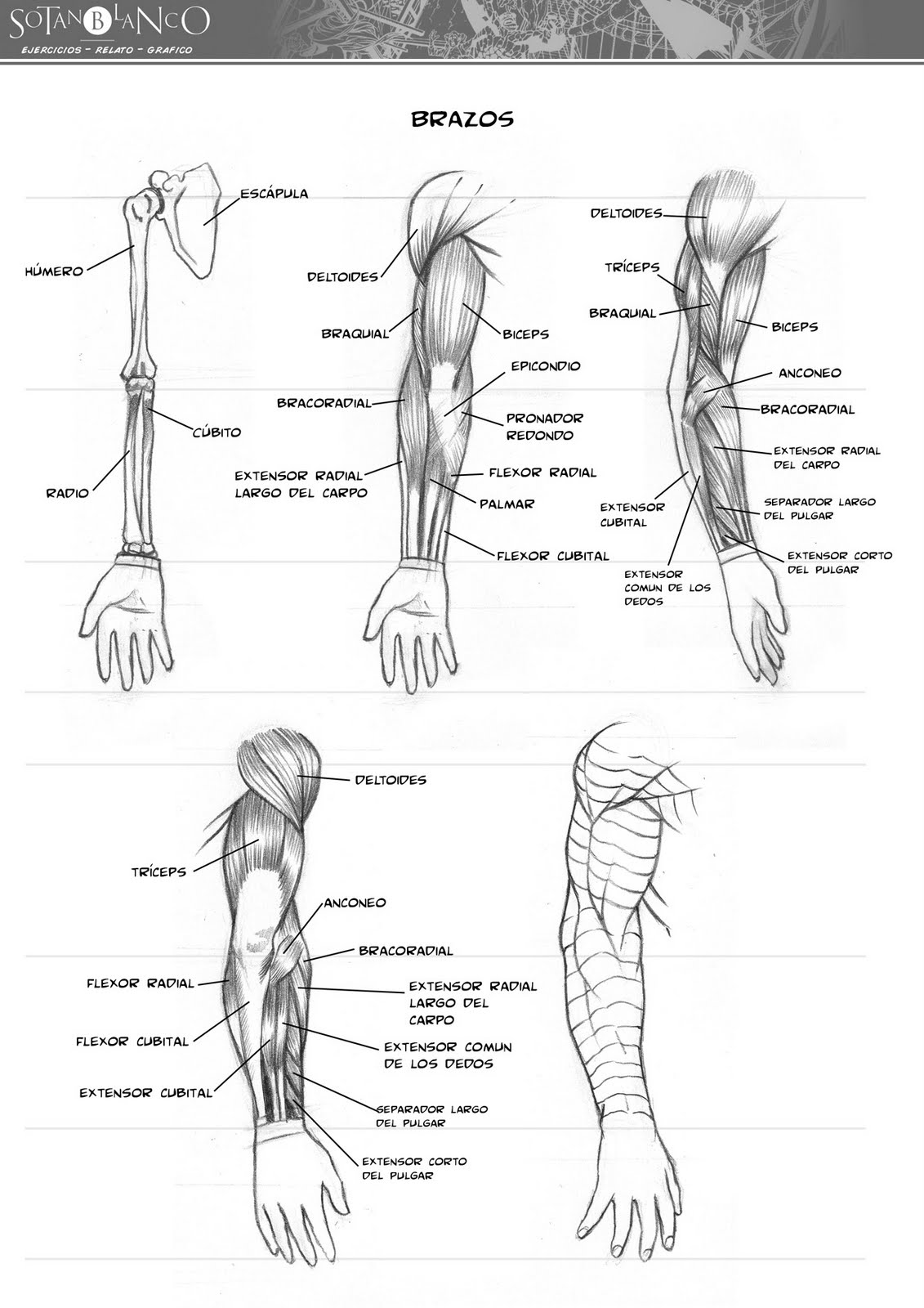 ejercicios: Anatomía (brazo)