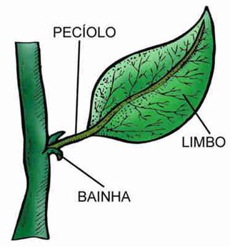 Botânica - Angiosperma: As folhas das angiospermas