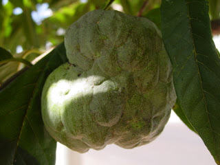 Botânica - Angiosperma: Fruto das Angiospermas