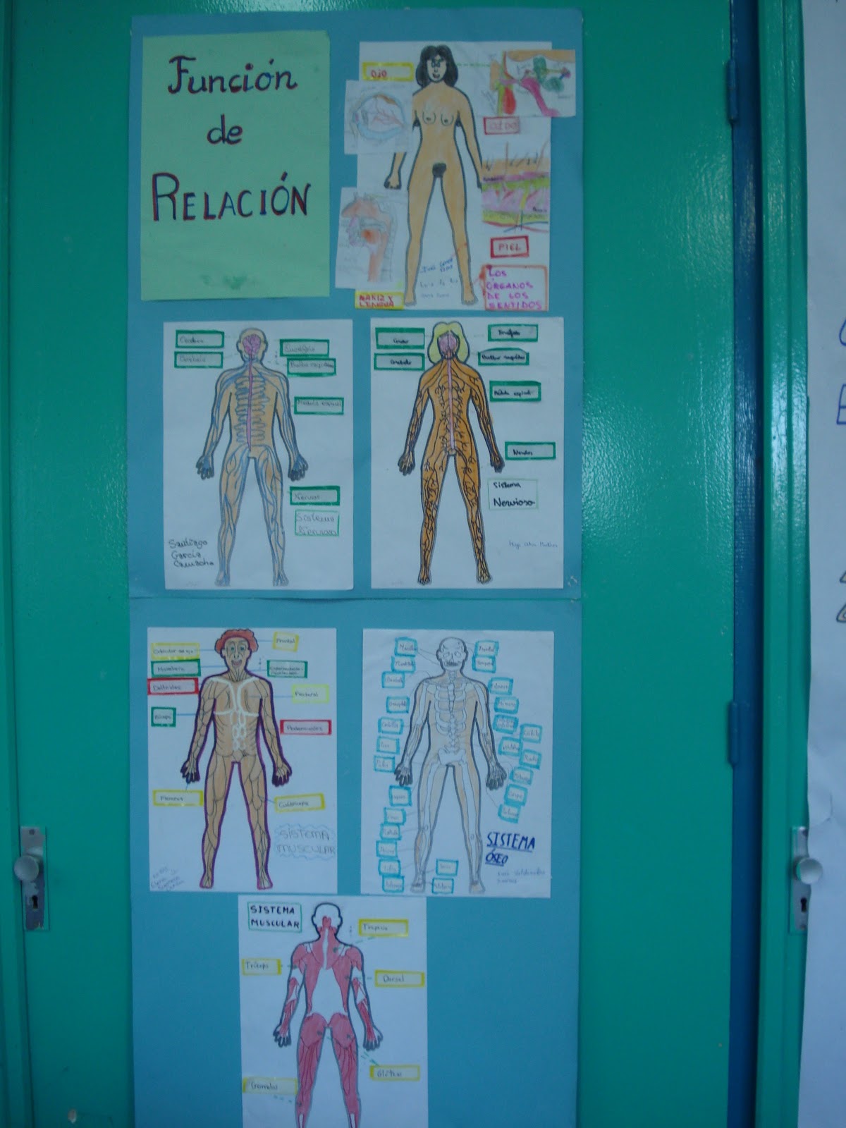 Paso a paso: EL CUERPO HUMANO