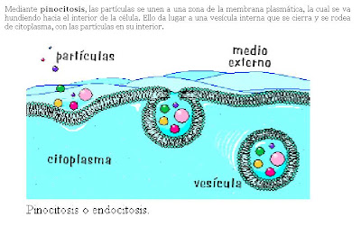 BIOLOGÍA nivel enseñanza media : Transportation across the cell membrane