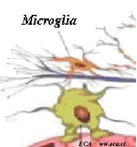 BIOLOGÍA nivel enseñanza media : Microglía