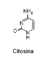 BIOLOGÍA nivel enseñanza media : La estructura de los nucleótidos y los ...
