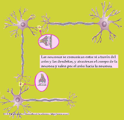 BIOLOGÍA ENS. BÁSICA: Comunicación entre neuronas