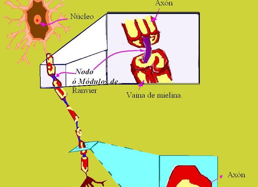 BIOLOGÍA nivel enseñanza media : NODOS O NÓDULOS DE RANVIER