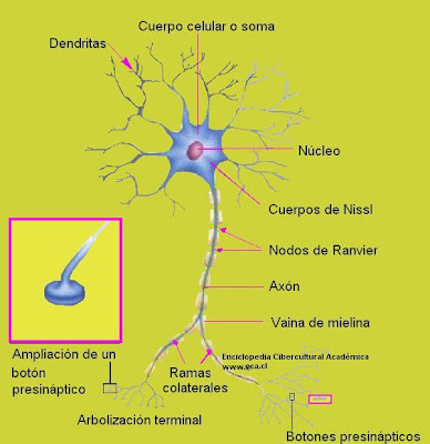 BIOLOGÍA nivel enseñanza media : Botón presináptico