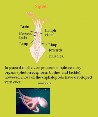 BIOLOGÍA nivel enseñanza media : Organization of the nervous system in animals