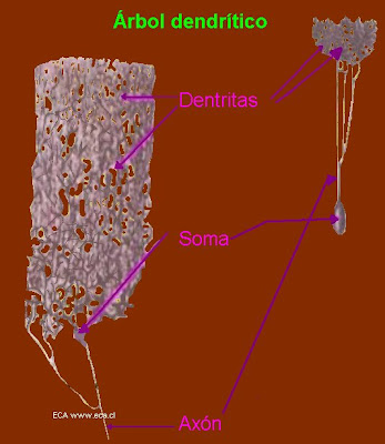 BIOLOGÍA nivel enseñanza media : Dendritas