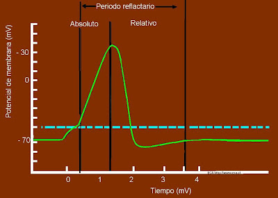 BIOLOGÍA nivel enseñanza media : Período refractario.