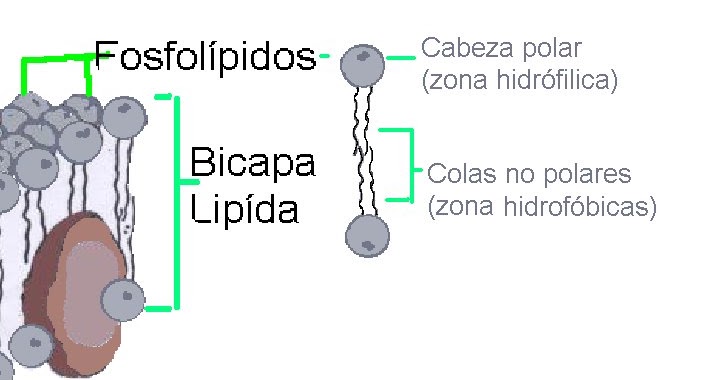 Guillermo Grass : LA CÉLULA