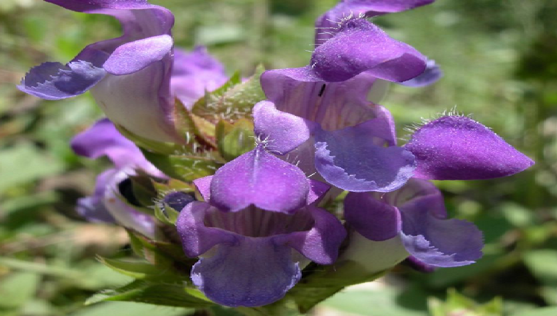 L DICCIONARIO VIRTUAL ECA: LABIADO, DA