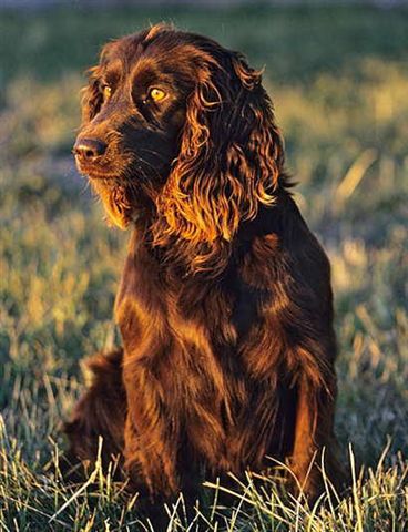 pixelimpress: pressure