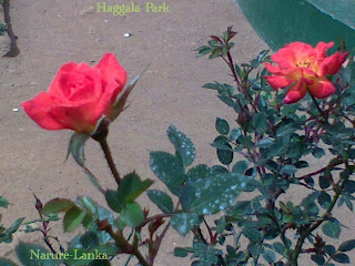 nature-srilanka: Haggala Garden