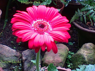 nature-srilanka: Haggala Garden