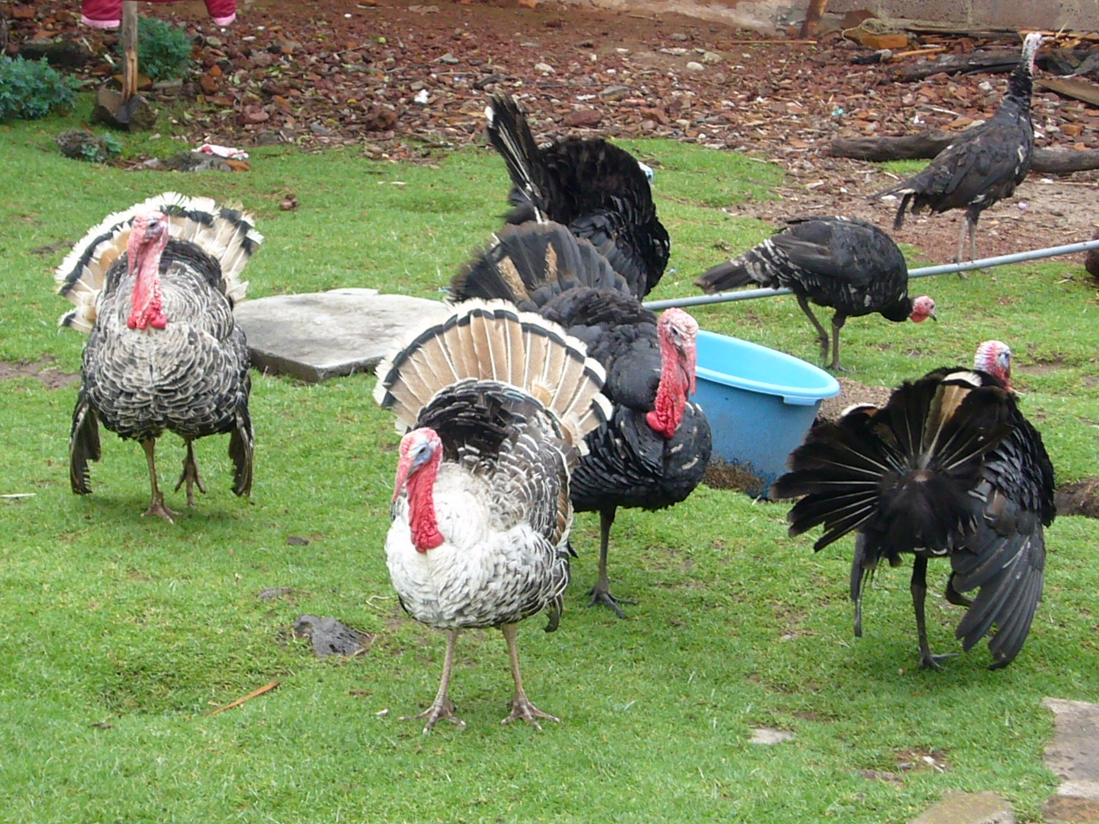 Conozca la Ciudad de Puebla una joya de la colonia española en México ...