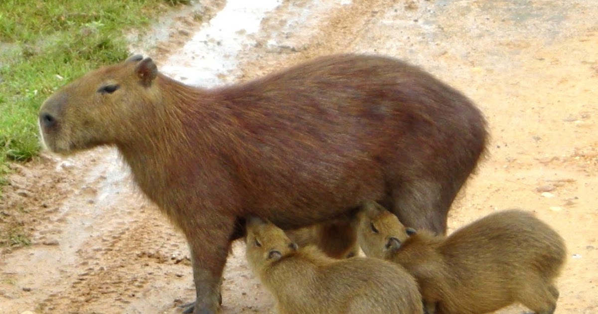 ¿Qué es el capibara? | Universo Animal