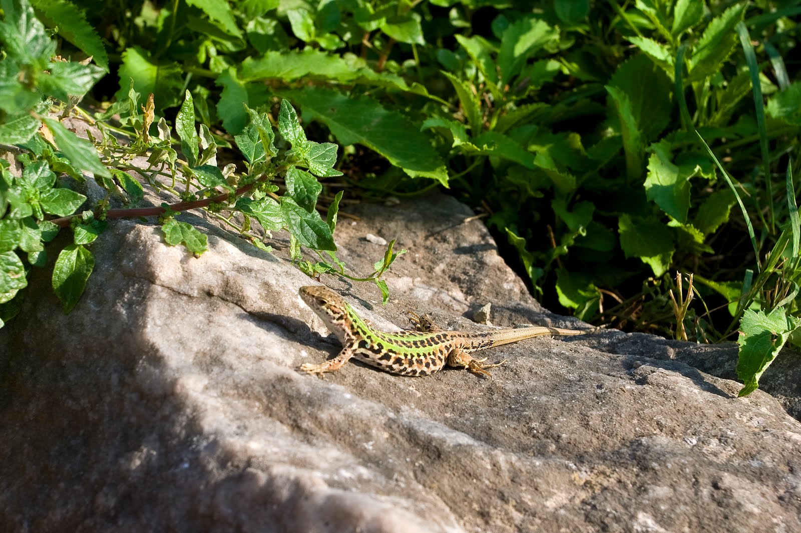 Drakes In Italy: Roman Forum - Flora and Fauna