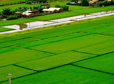 Beautiful Taiwan: Rice Fields in Ludong, Yilan County , Taiwan