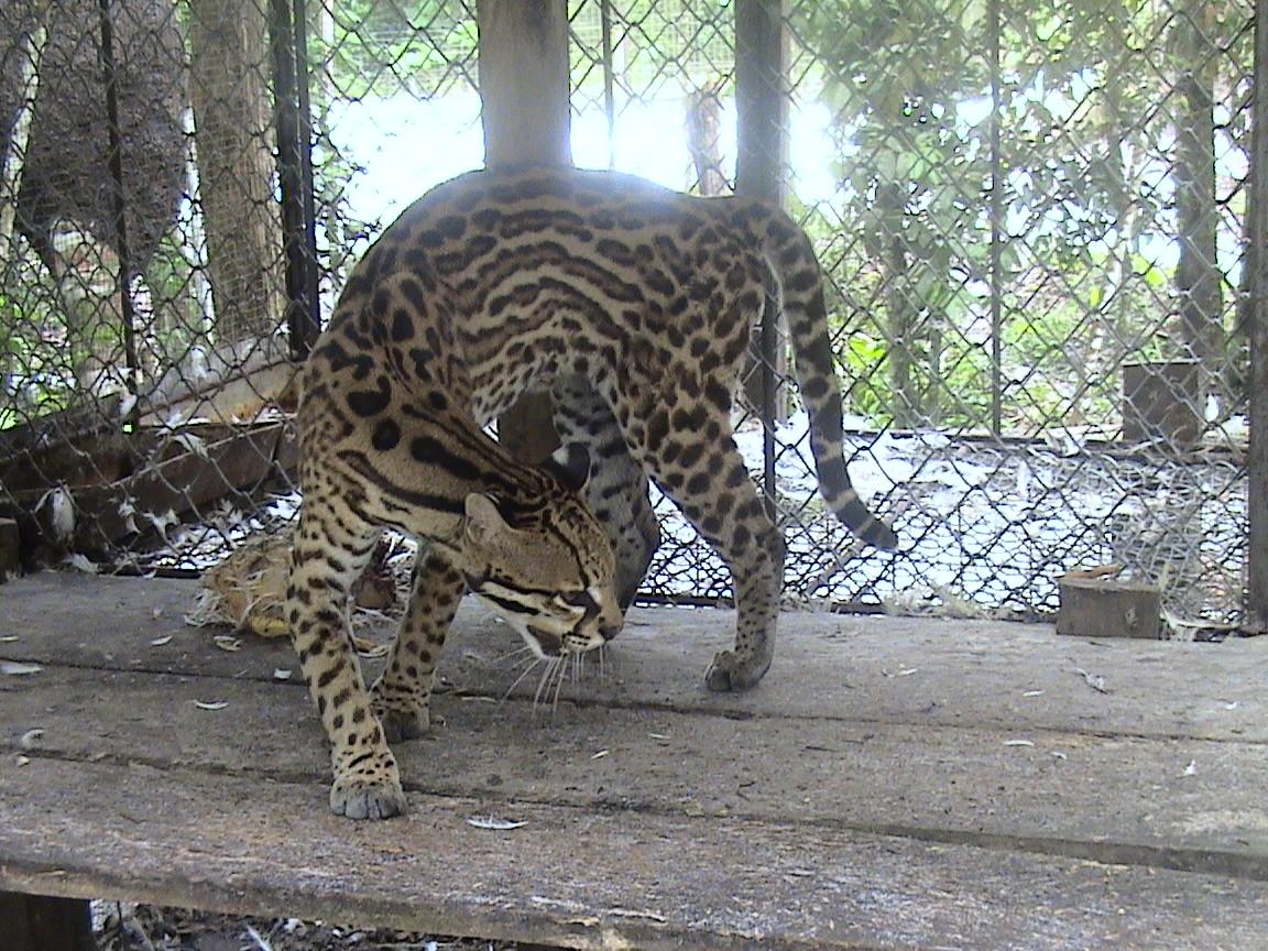 FAUNA SALVAJE: UN TIGRILLO A LA VISTA | Naturaleza y Medio Ambiente