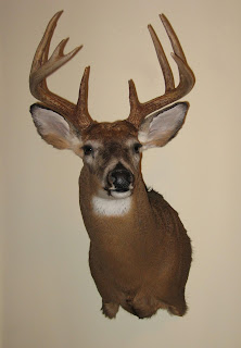 Whitetail Studio: More buck mounts