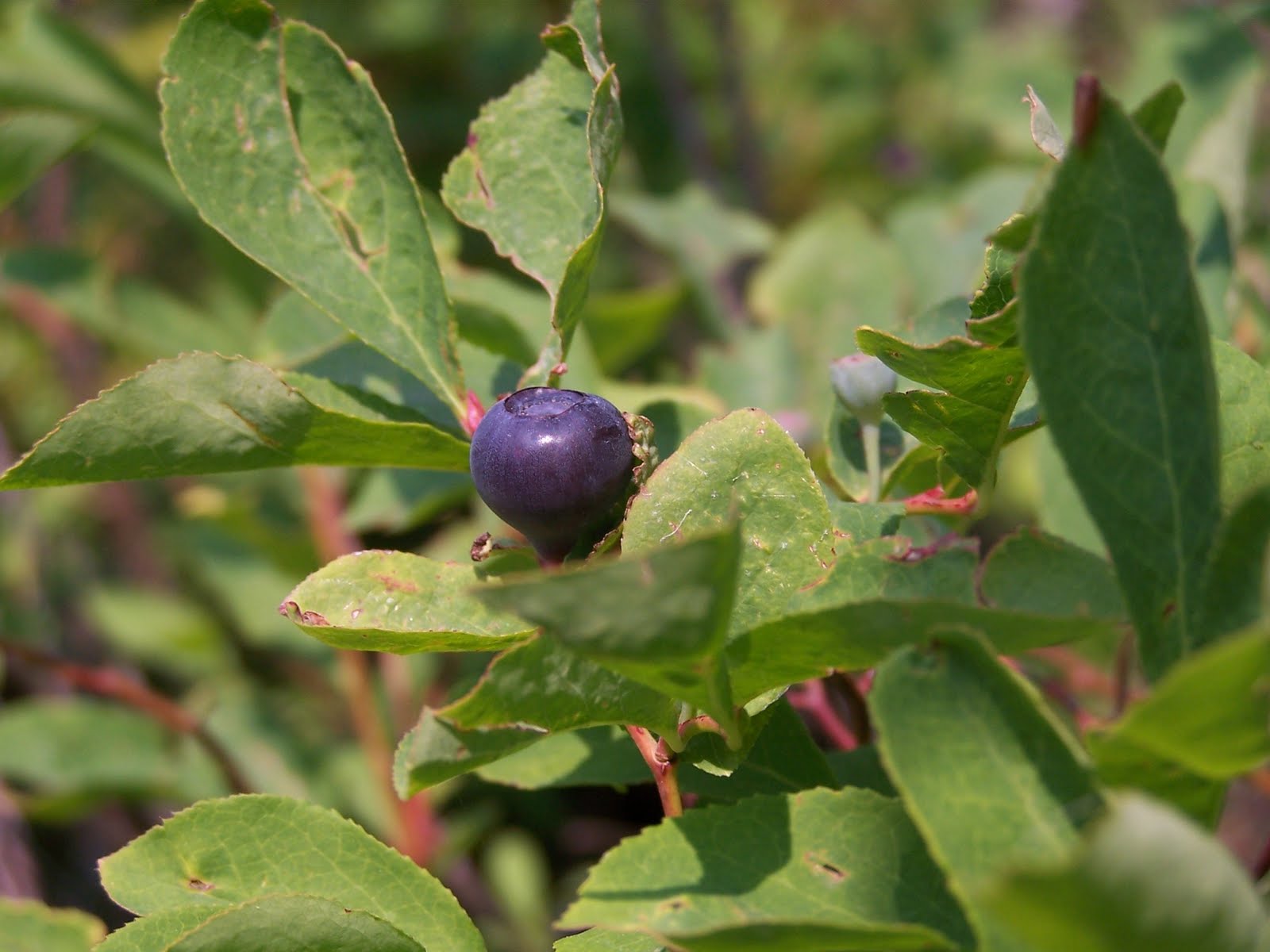 Life at Providence Lodge: Huckleberries!
