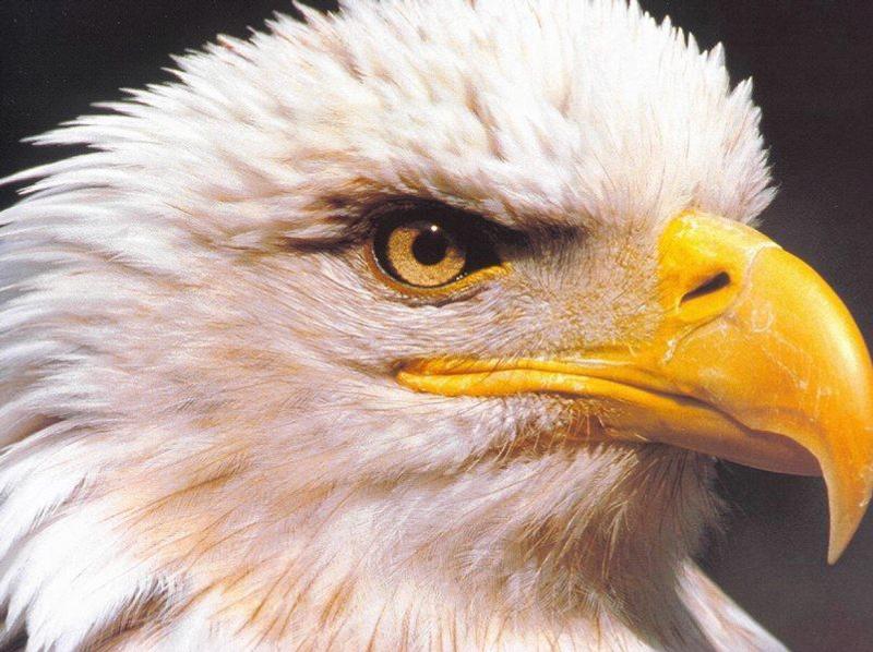 Eagle Beak | Top Desktop No.1