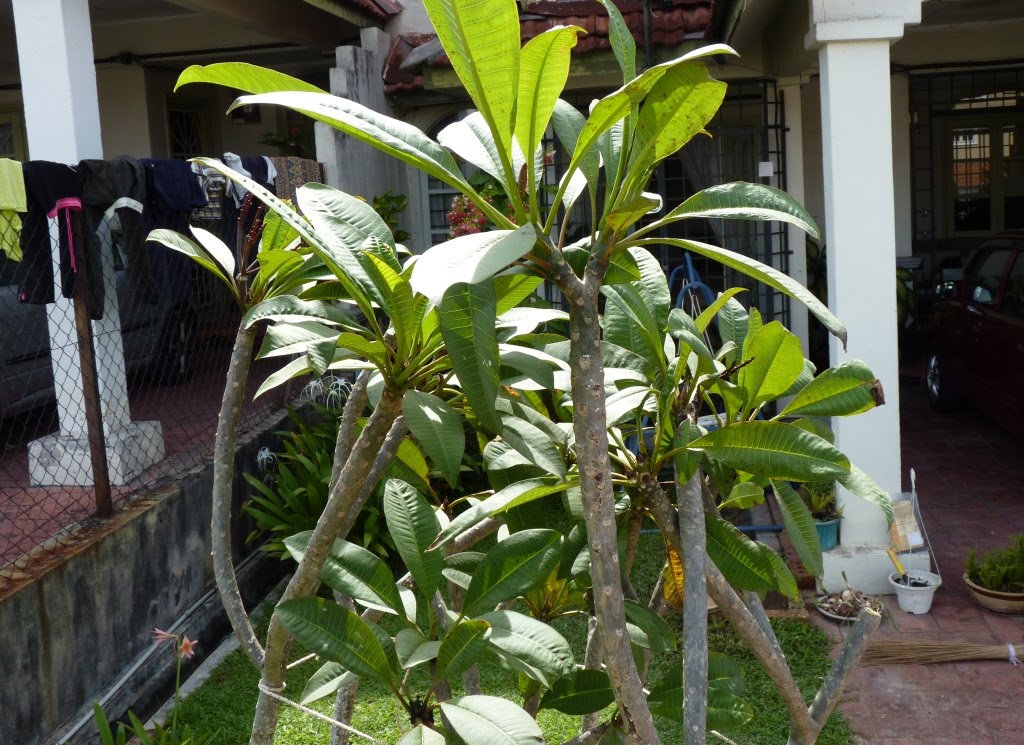 Seri Kepayang: Bunga kemboja for our garden