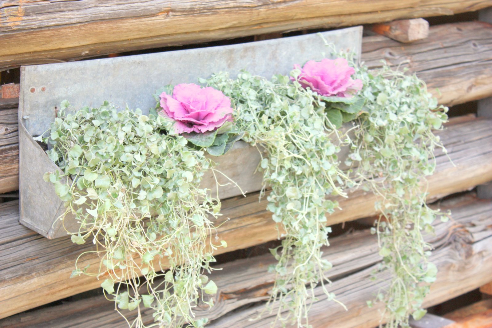 Kesäkukan elämää: Syyskukat