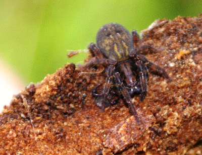 Augsburg BioLOG: New Zealand Spiders!