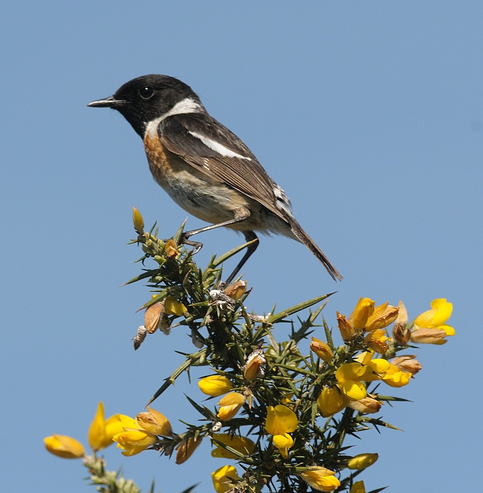 British Wildlife Photography: Stonechat - Saxicola torquata