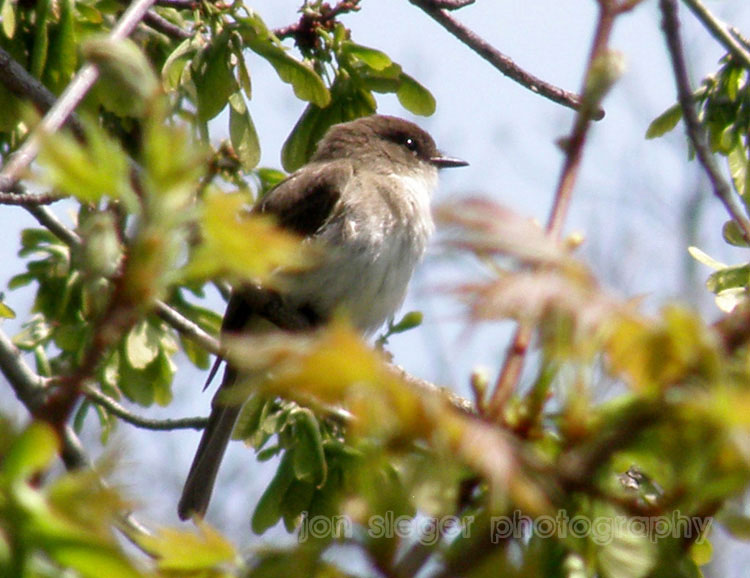 Northern Illinois Birder: Eastern Phoebes