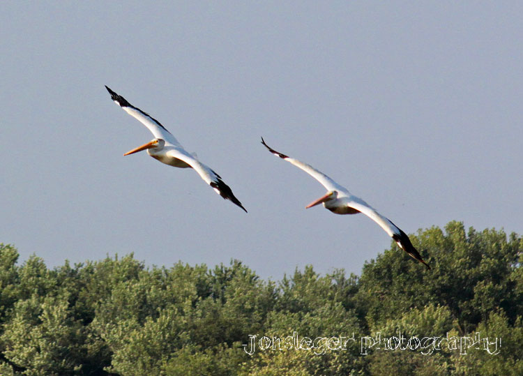 Northern Illinois Birder: American White Pelicans