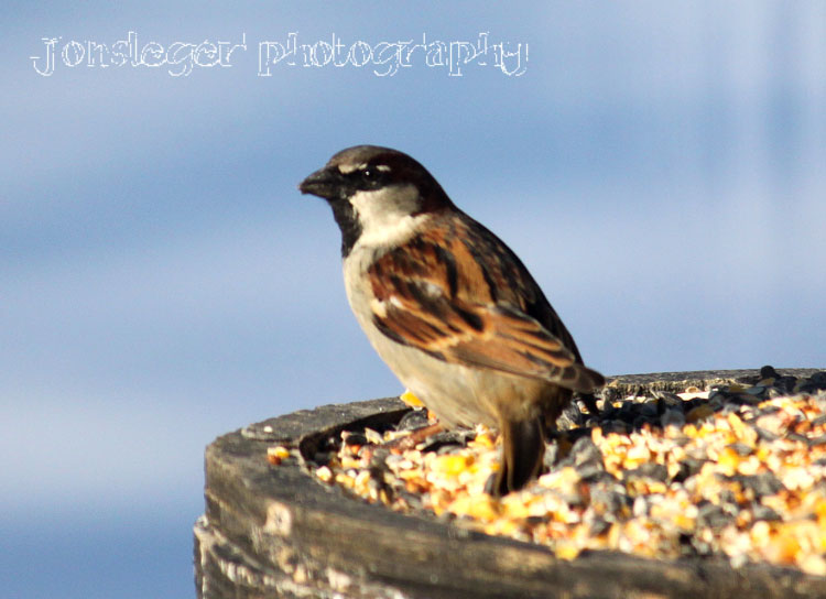 Northern Illinois Birder: House Sparrow (#2)