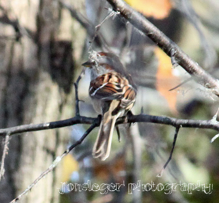 Northern Illinois Birder: Sparrows of the Horicon Marsh NWR