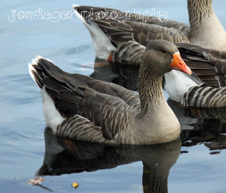 Northern Illinois Birder: Duck, Duck, Goose (and Turkey and Chicken too ...