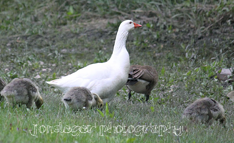 Northern Illinois Birder: Duck, Duck, Goose (and Turkey and Chicken too ...