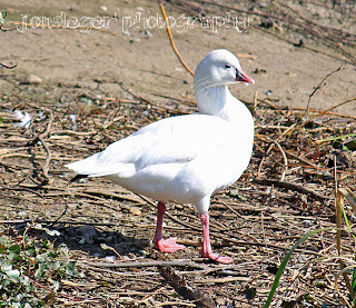 Northern Illinois Birder: Ross's Goose