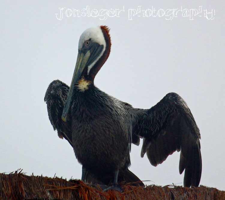 Northern Illinois Birder: Brown Pelican