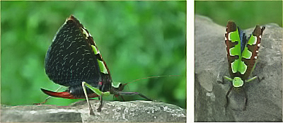 Bangladesh Unlocked: BANDARBAN DISCOVERY OF NEW INSECT SPECIES