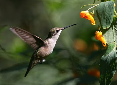 Marie Winn's Central Park Nature News: 2010-09-05