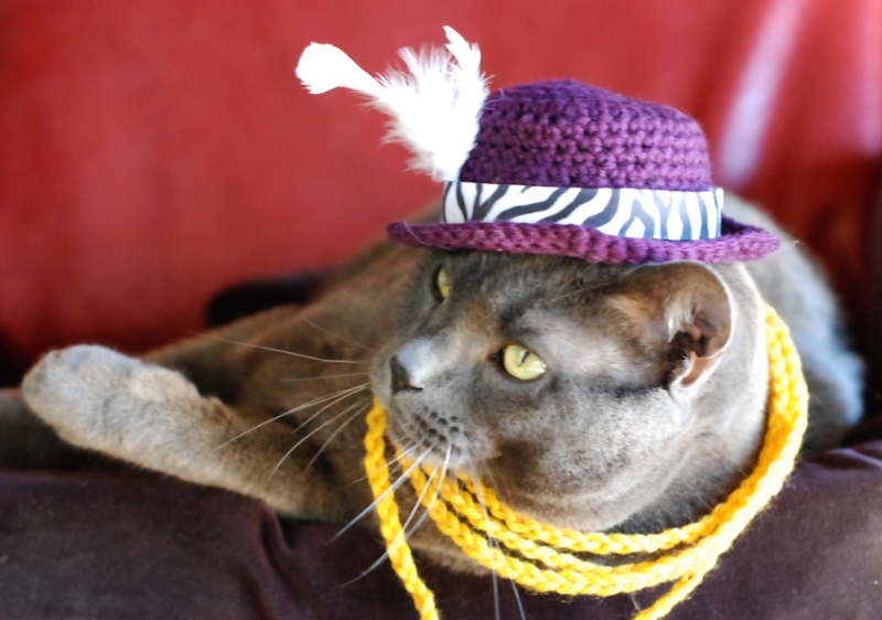 Spindles and Spices: My Pimp Paw is Strong!