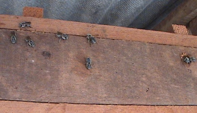 Meliponário Alencar: Cuidado com a Irapuá!