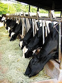 Poluição do Solo: Extrativismo