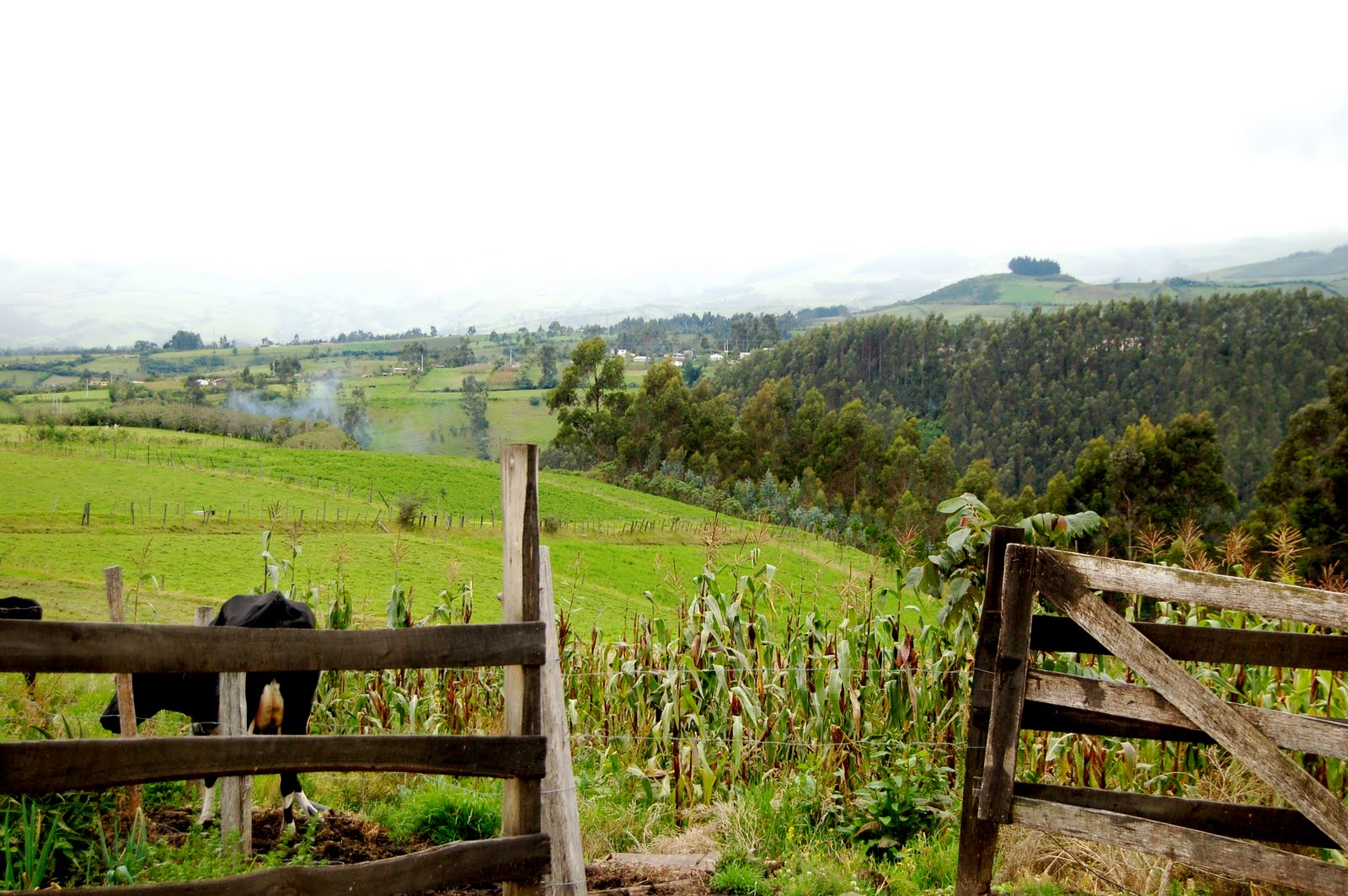 Moving to Ecuador: A Day on the Farm