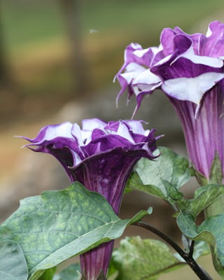 Photography by Leedra: Purple Angel Trumpet Tree