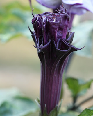 Photography by Leedra: Purple Angel Trumpet Tree
